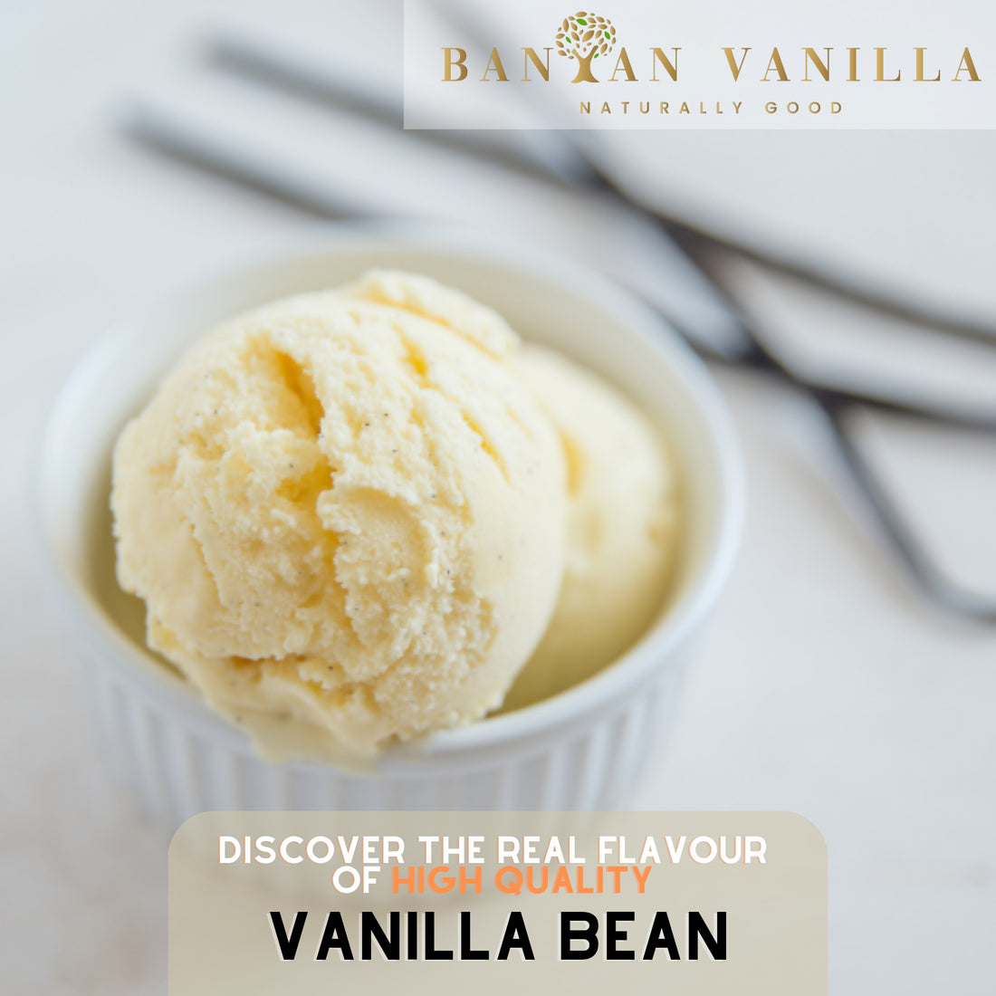 Discover the World of Vanilla Beans